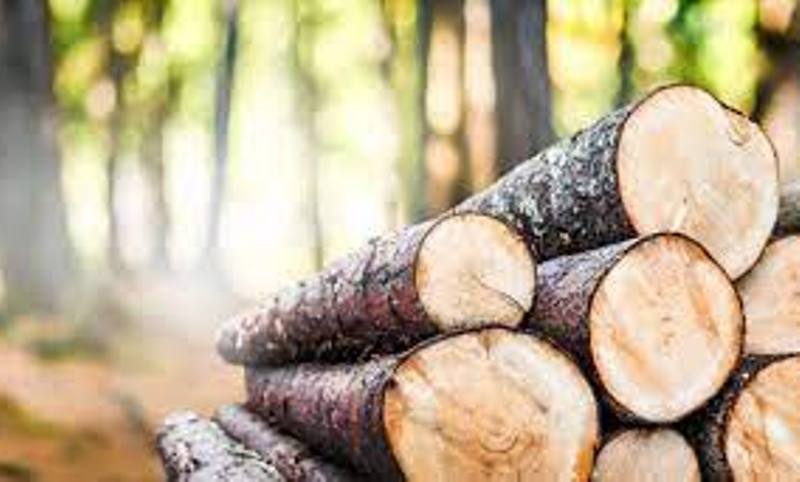 Bhutan’s timber exports struggle to penetrate Indian market - India ...