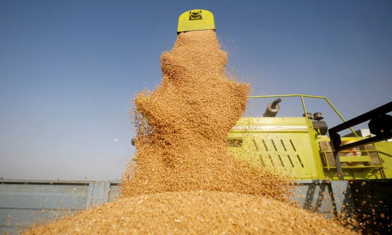 Record wheat harvest in India paves way for exports - India Seatrade News