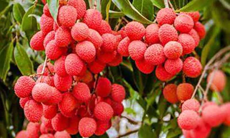 India exports first consignment of rose-scented litchi from Pathankot ...